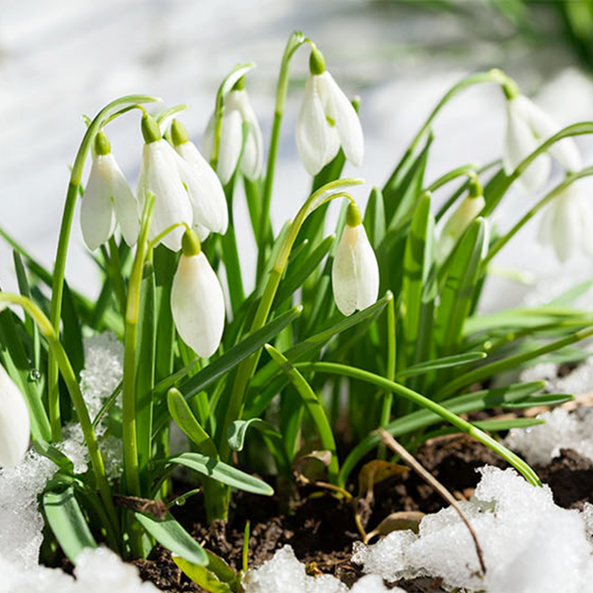 Das Schneeglöckchen: Der Vorfrühlingsbote mit Besonderheiten
